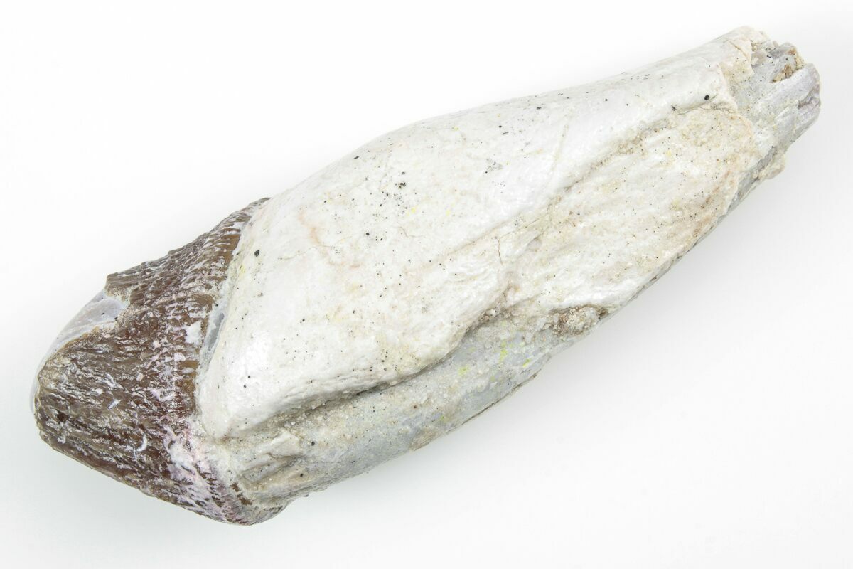 3" Fossil Primitive Whale (Pappocetus) Incisor Tooth - Morocco (#215110 ...