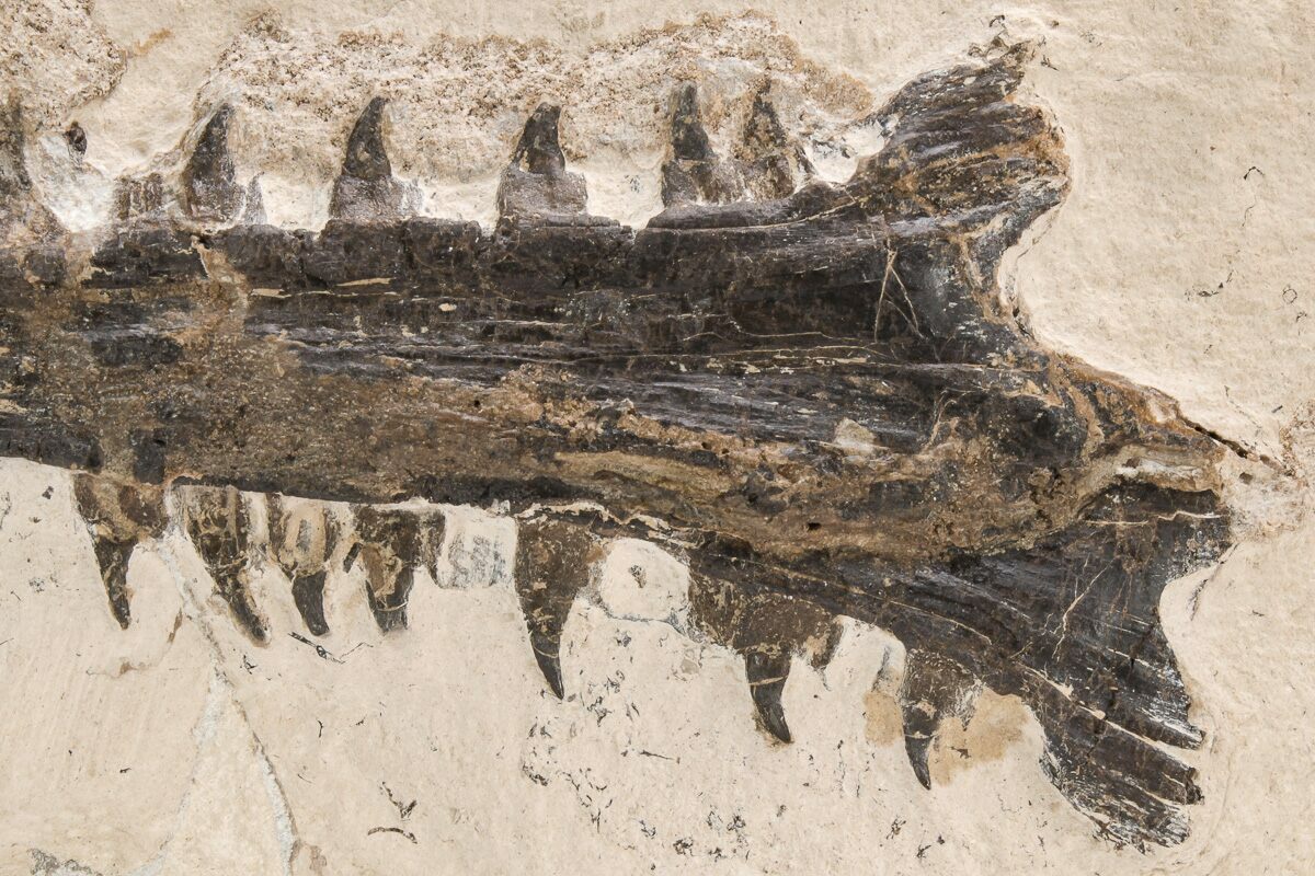 Fossil Mosasaur (Tethysaurus) Jaws - Asfla, Morocco (#215138) For Sale ...