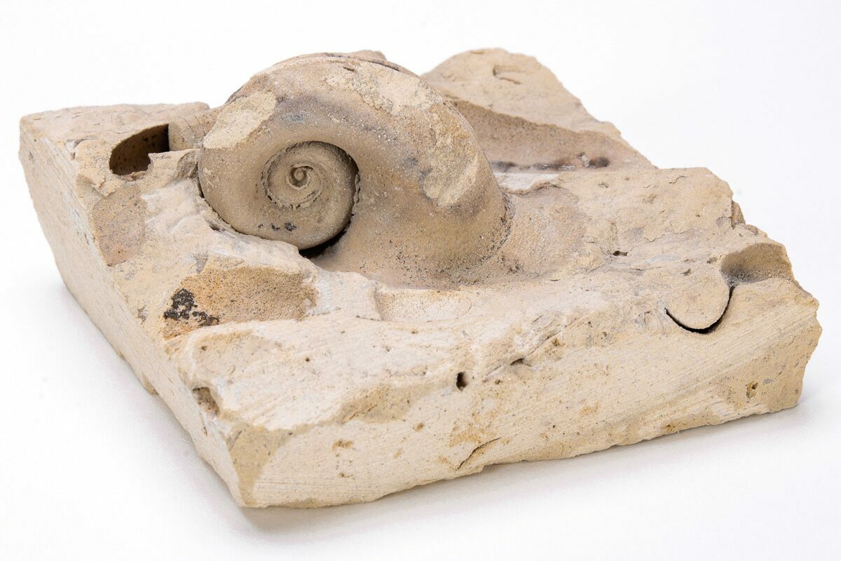 2.9" Ordovician Oncoceratid & Gastropod Fossil Association - Wisconsin ...