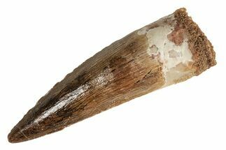 Real Spinosaurus Tooth Necklace - Dinosaur Tooth (#96072) For Sale ...