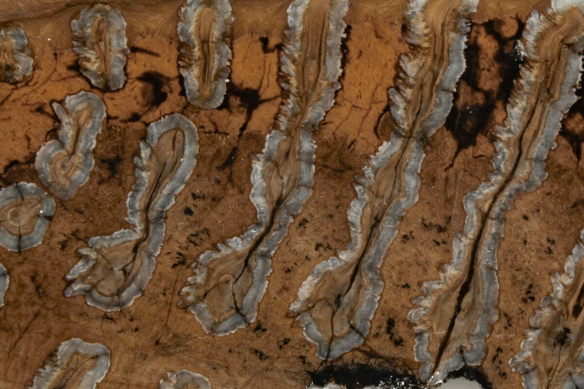 5.4" Woolly Mammoth Molar Slab - Siberia (#215400) For Sale - FossilEra.com