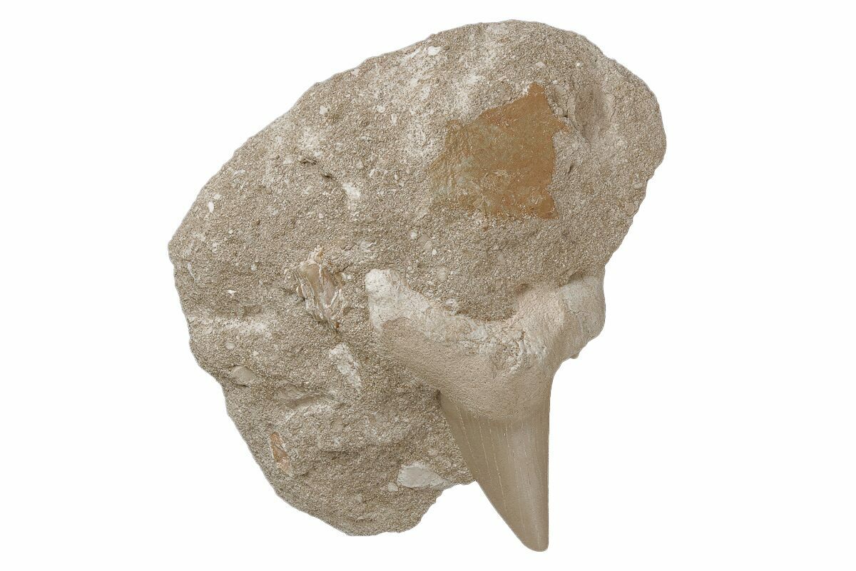 2.3" Otodus Shark Tooth Fossil in Rock - Eocene (#215611) For Sale ...