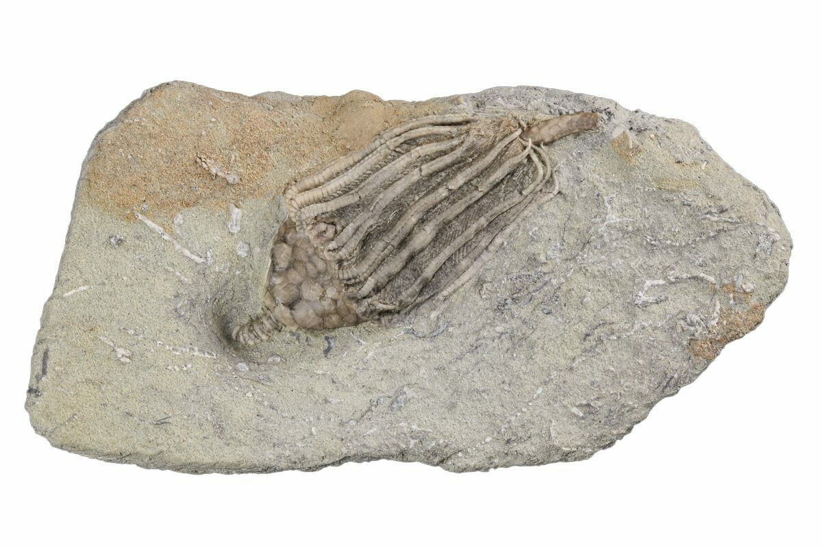 1.8" Fossil Crinoid (Macrocrinus) - Crawfordsville, Indiana (#215811 ...