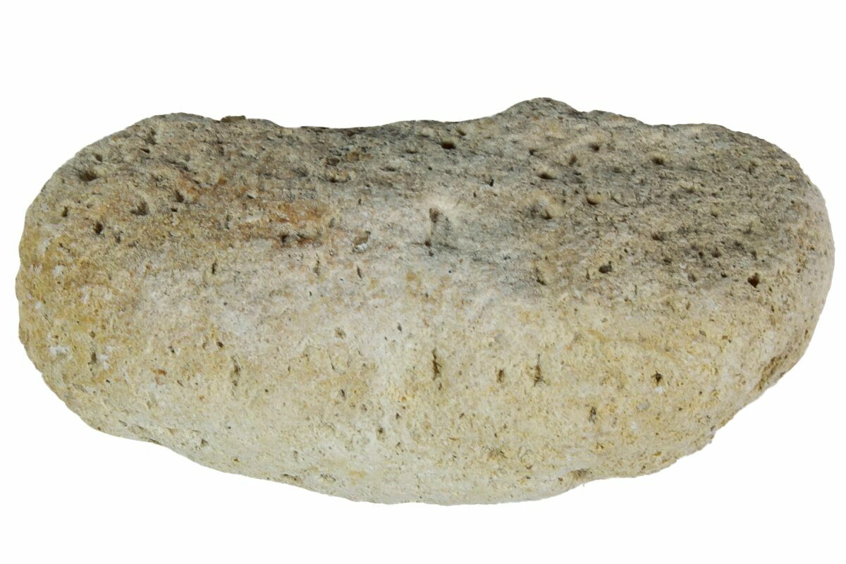 1.4" Cretaceous Fish Coprolite (Fossil Poop) - Kansas (#216453) For ...