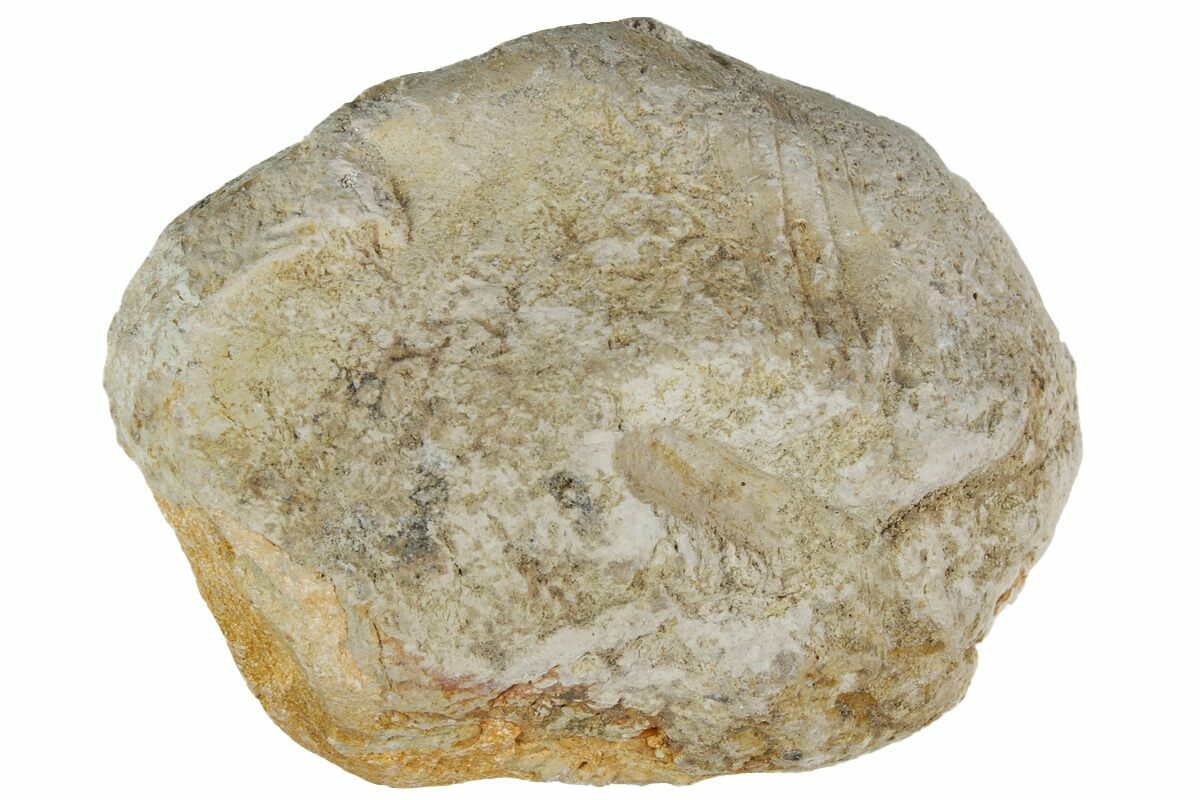 1.95" Cretaceous Fish Coprolite (Fossil Poop) - Kansas (#216460) For ...