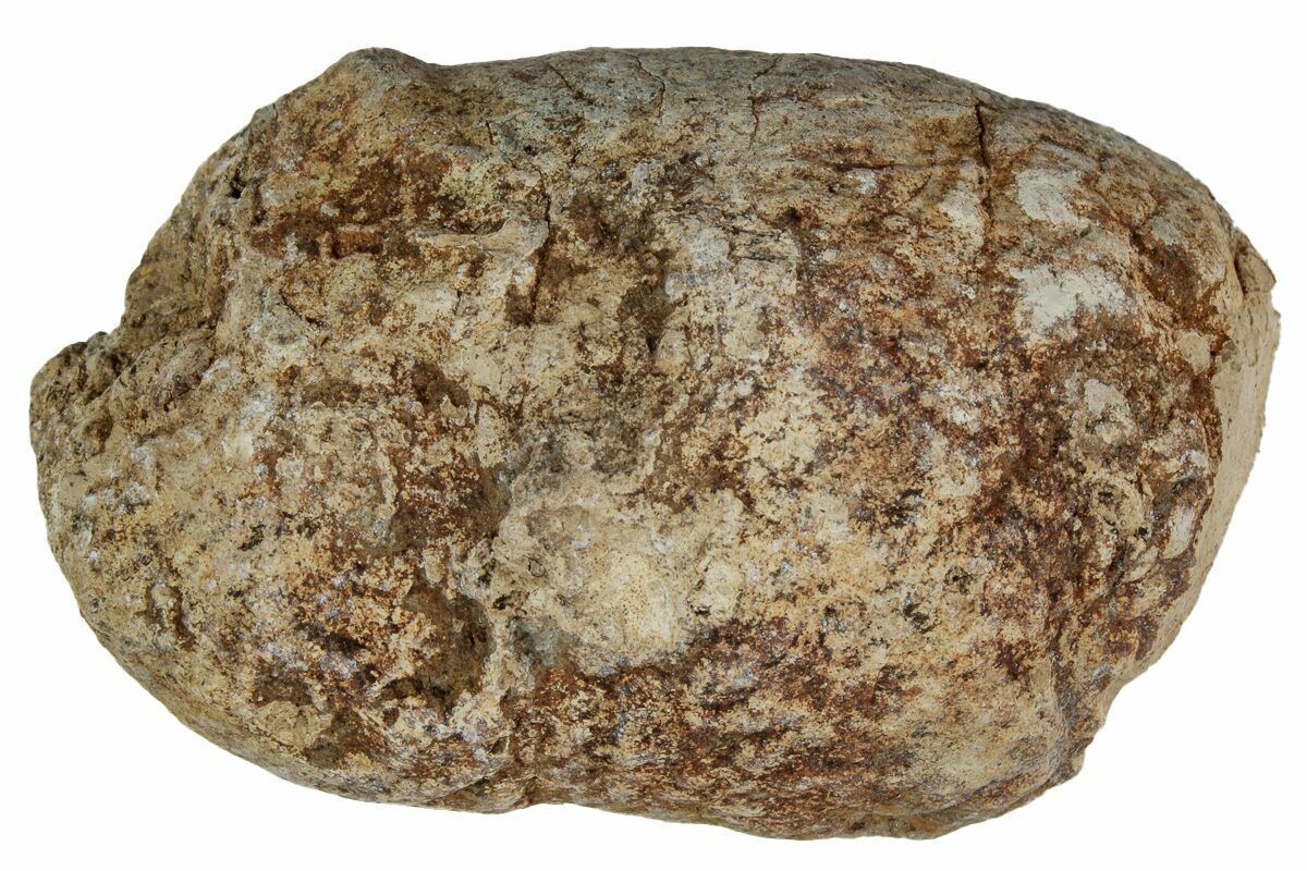 2.15" Cretaceous Fish Coprolite (Fossil Poop) - Kansas (#216461) For ...