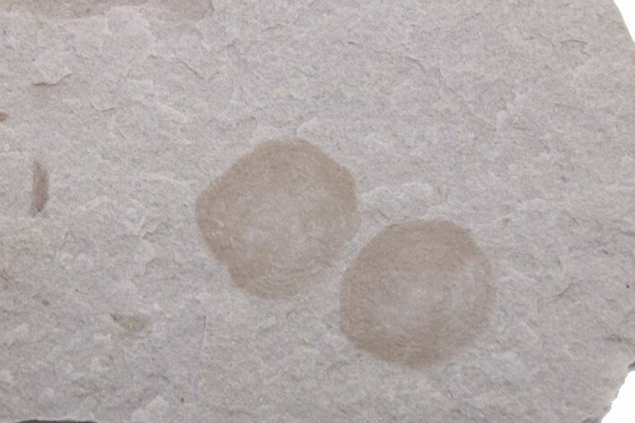 .2" Fossil Fish Scales - Ruby River Basin, Montana (#216603) For Sale ...