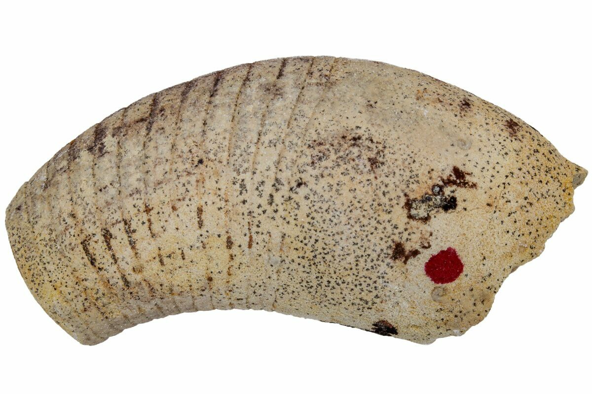 1.8" Ordovician Oncoceratid (Beloitoceras) Fossil - Wisconsin (#216376 ...