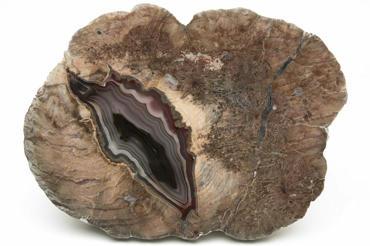 4.4" Polished Baker Ranch Thunderegg - New Mexico (#217125) For Sale ...