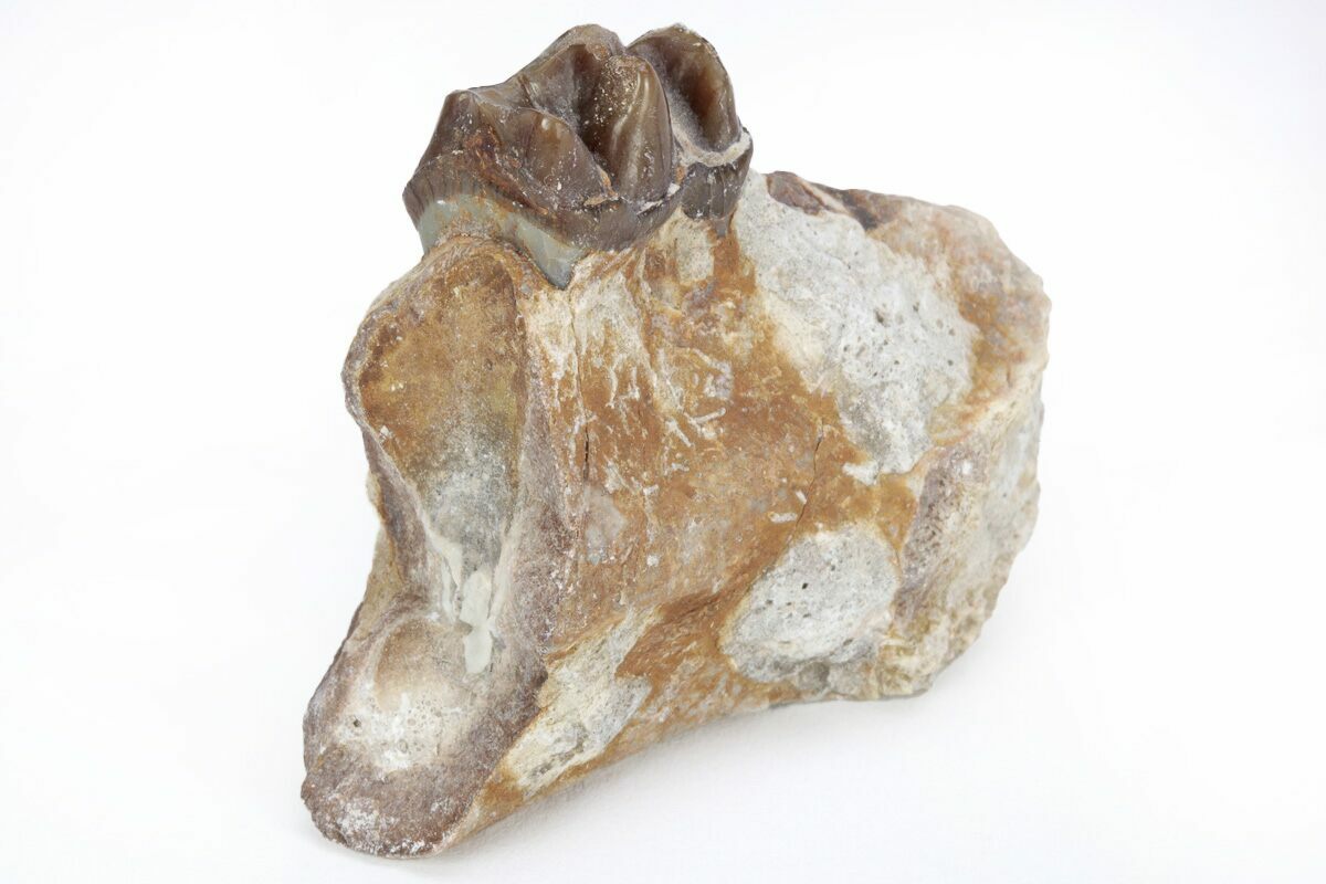 1.55" Fossil Running Rhino (Hyracodon) Jaw Section - South Dakota ...