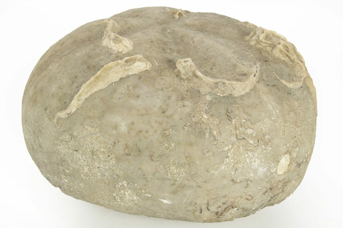 3.2" Cretaceous Sea Urchin (Macraster) Fossil - Texas (#217938) For ...