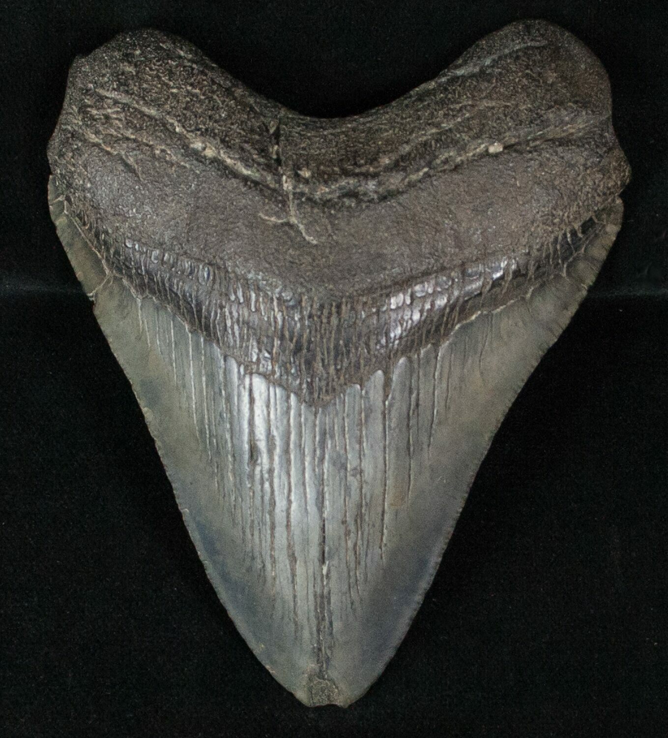 3.99" Fossil Megalodon Tooth For Sale (#13375) - FossilEra.com