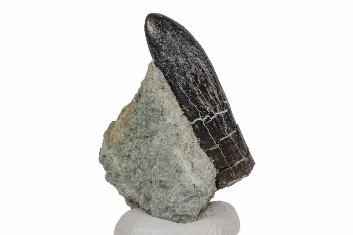 .8" Sauropod Dinosaur (Diplodocus) Tooth - Colorado (#218307) For Sale ...