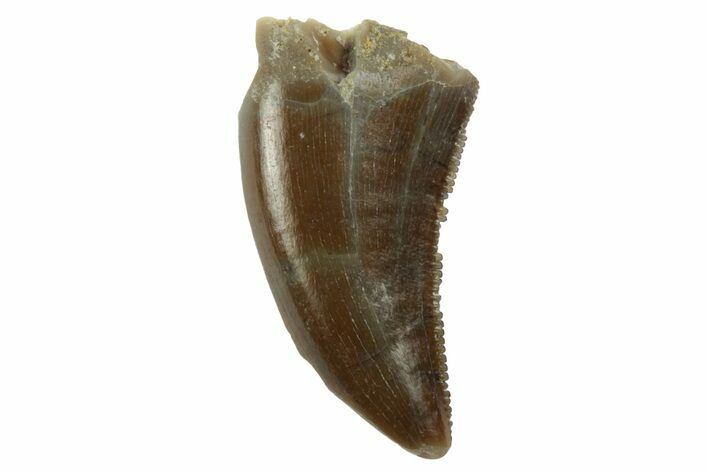 Rare, .67" Serrated, Megalosaurid (Marshosaurus) Tooth - Colorado ...