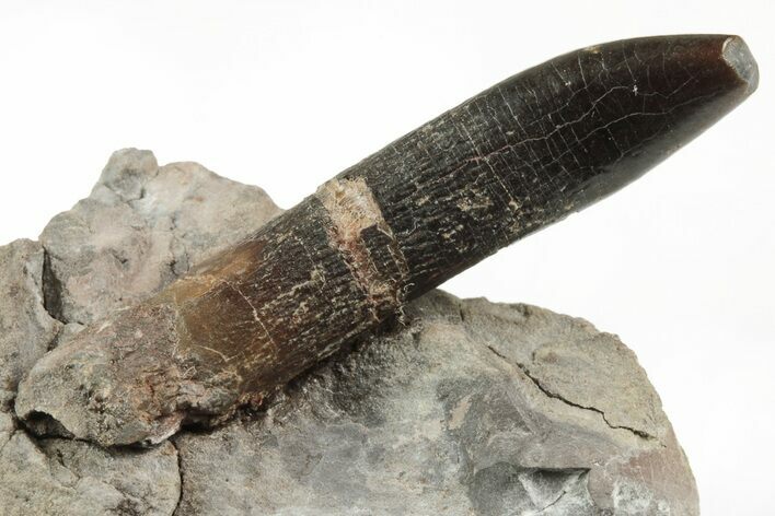 1.4" Rooted Sauropod Dinosaur (Diplodocus) Tooth in Situ - Colorado ...