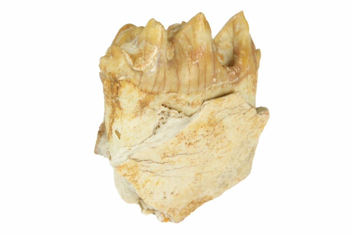 .79" Fossil Early Ungulate (Bachitherium) Jaw - France (#218485) For ...