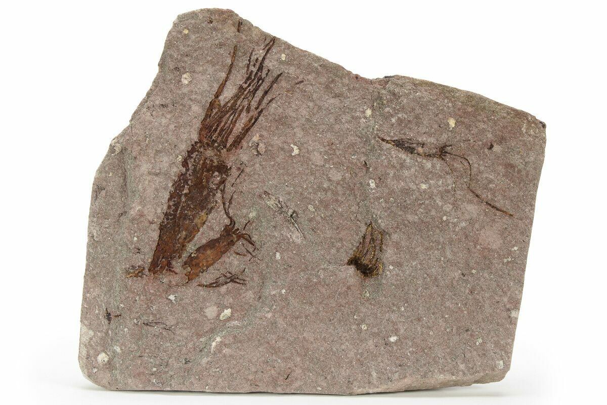 6.4" Eocrinoid (Ascocystites) Mortality Plate - Ordovician (#218571 ...