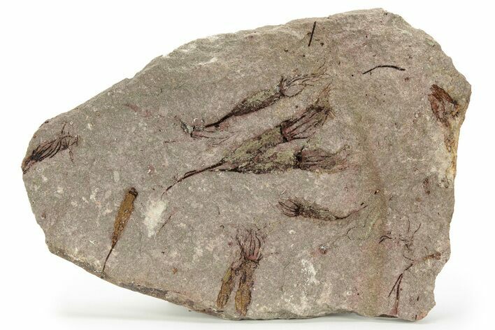 9.6" Eocrinoid (Ascocystites) Mortality Plate - Ordovician (#218572 ...