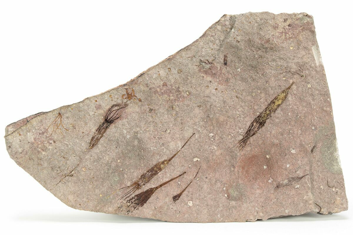 12.1" Eocrinoid (Ascocystites) Mortality Plate - Ordovician (#218578 ...