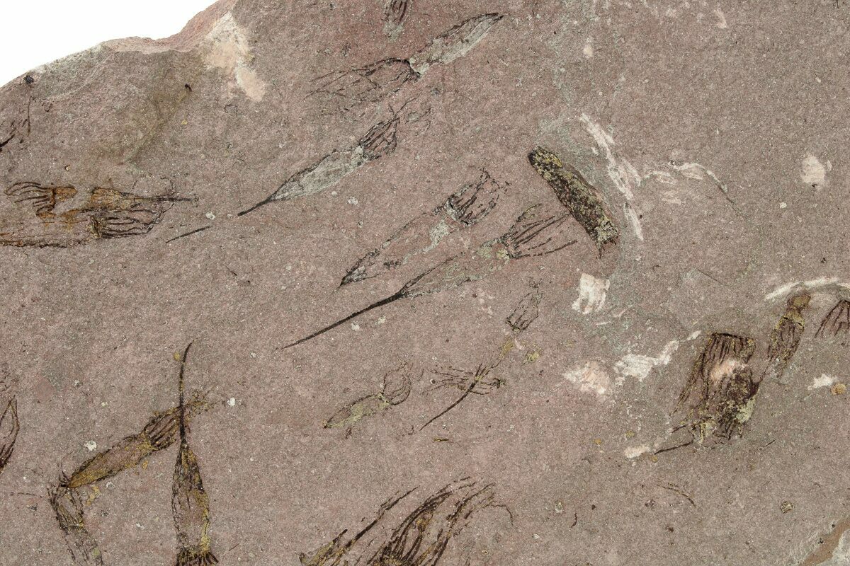 20.1" Eocrinoid (Ascocystites) Mortality Plate - Ordovician (#218592 ...