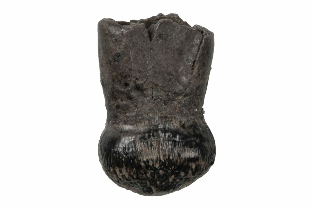 .4" Partially Rooted Alligatoroid (Brachychampsa) Tooth - Montana ...