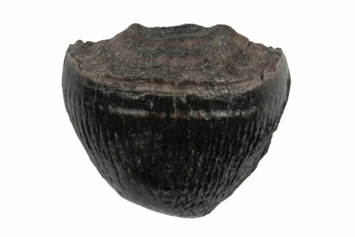 .35" Cretaceous Alligatoroid (Brachychampsa) Tooth - Montana (#218546 ...