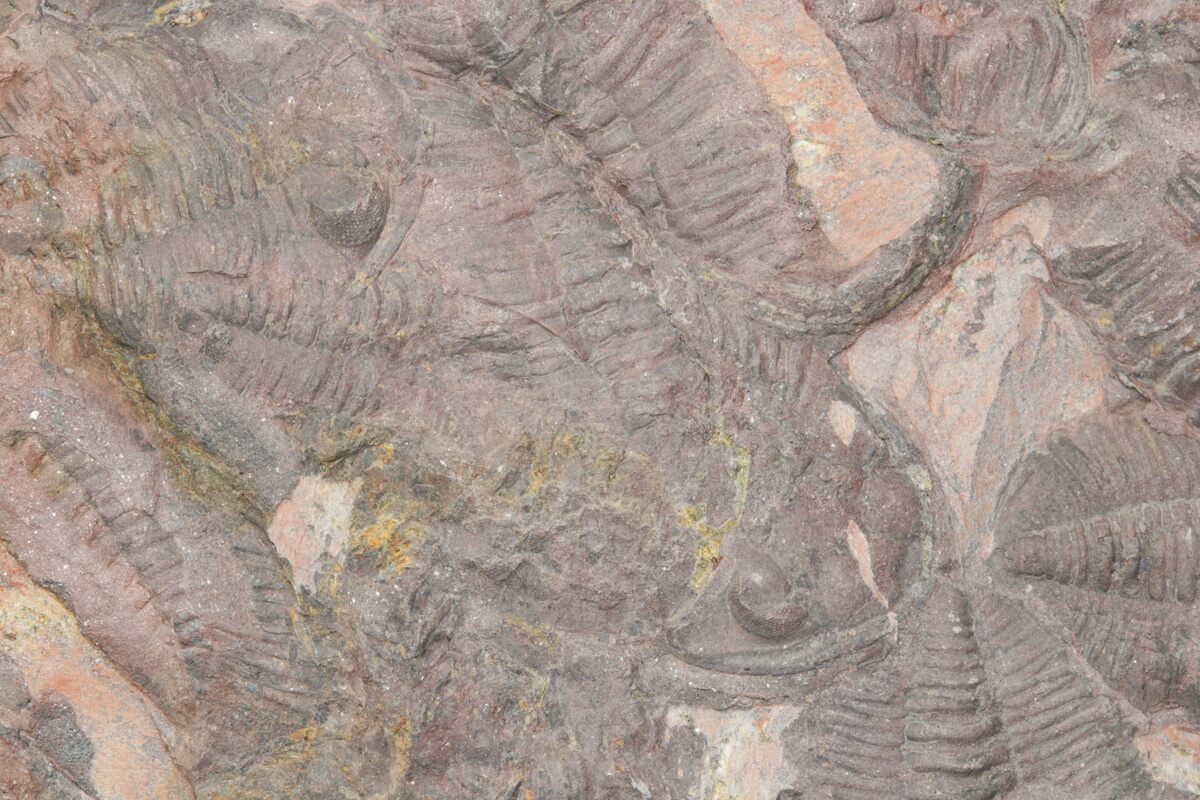 3.5" Ordovician Trilobite Mortality Plate (Pos/Neg) - Morocco (#218698 ...