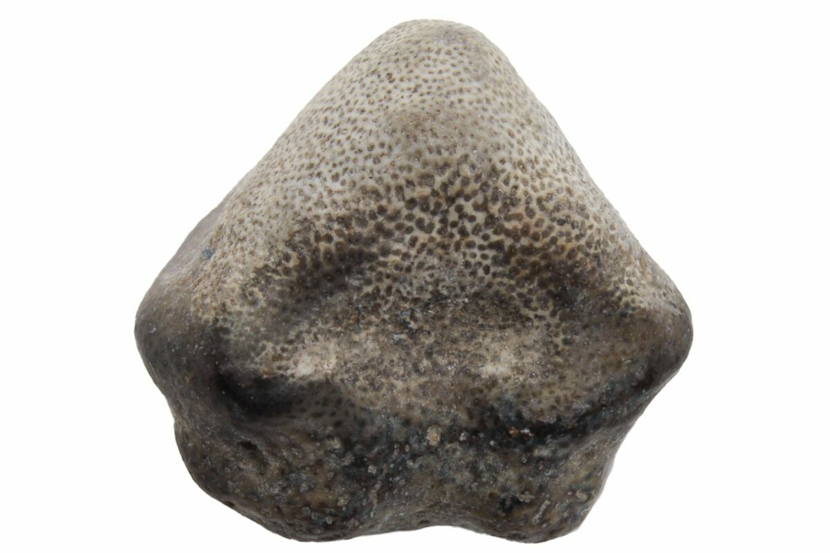 .38" Fossil Crusher Shark (Ptychodus) Tooth - Kansas (#218597) For Sale ...