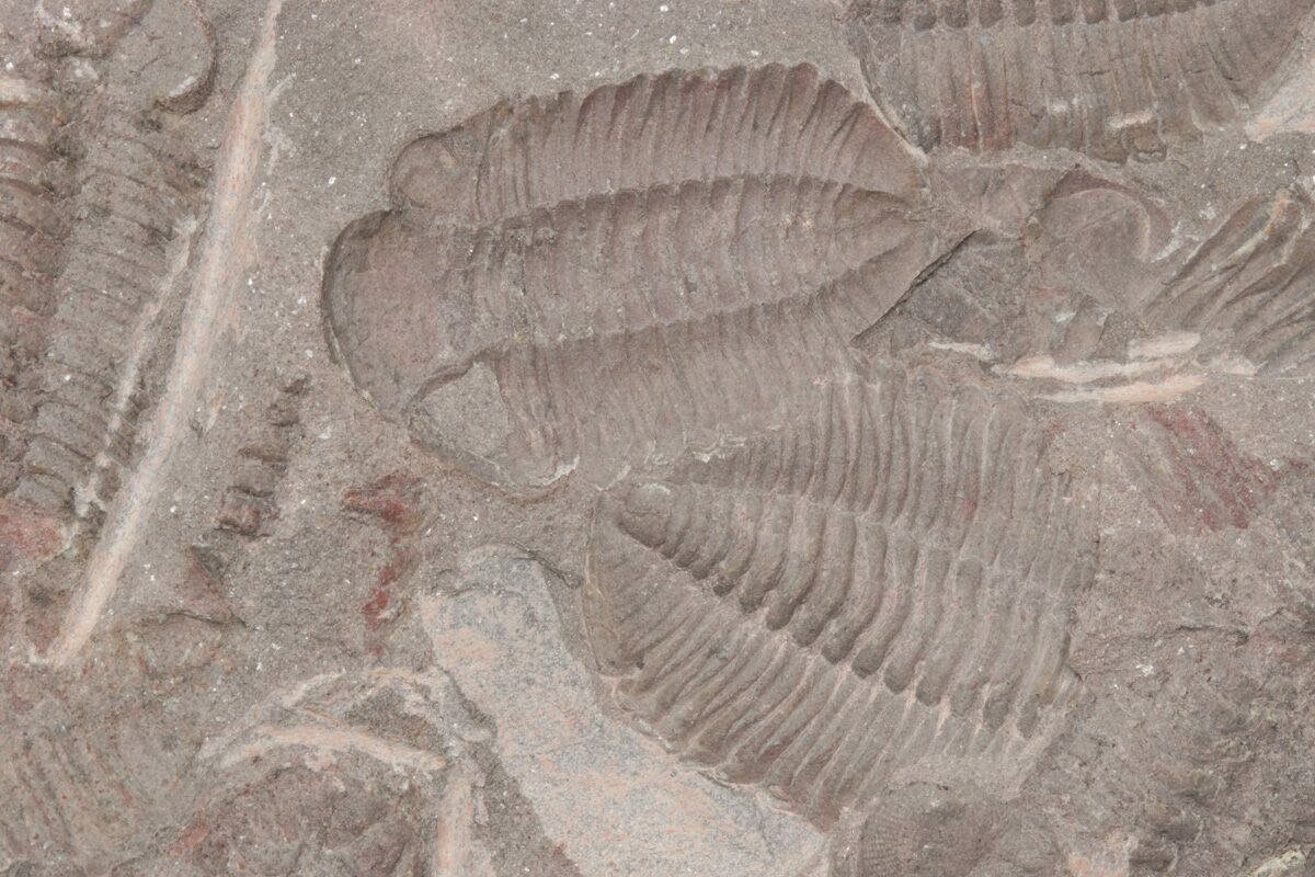 3.9" Ordovician Trilobite Mortality Plate (Pos/Neg) - Morocco (#218668 ...