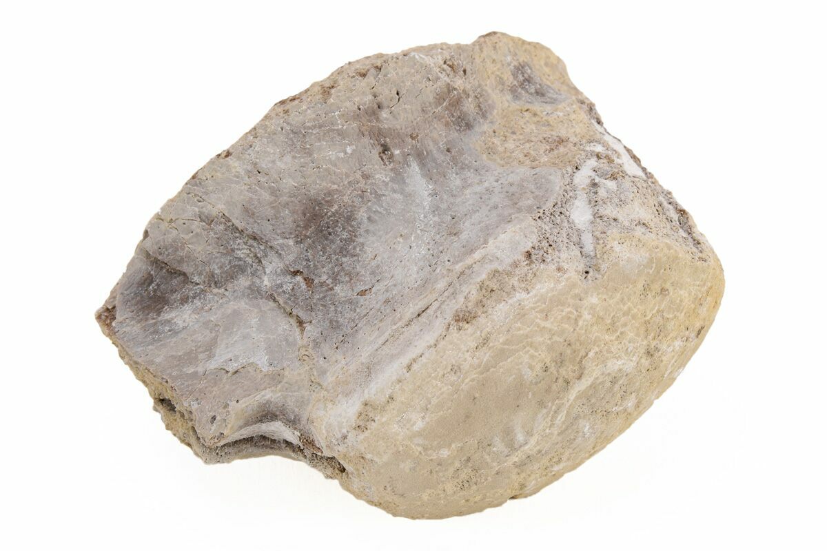 1.6" Fossil Mosasaur (Platecarpus) Caudal Vertebra - Kansas (#218795 ...