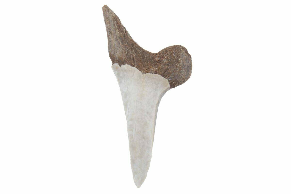 .95" Fossil Ginsu Shark (Cretoxyrhina) Tooth - Kansas (#219144) For ...