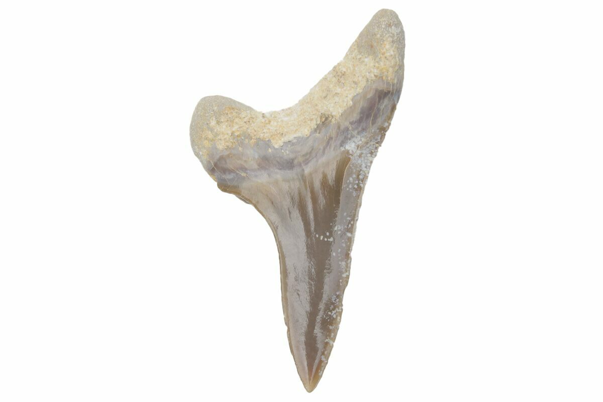 1" Fossil Ginsu Shark (Cretoxyrhina) Tooth - Kansas (#219147) For Sale ...