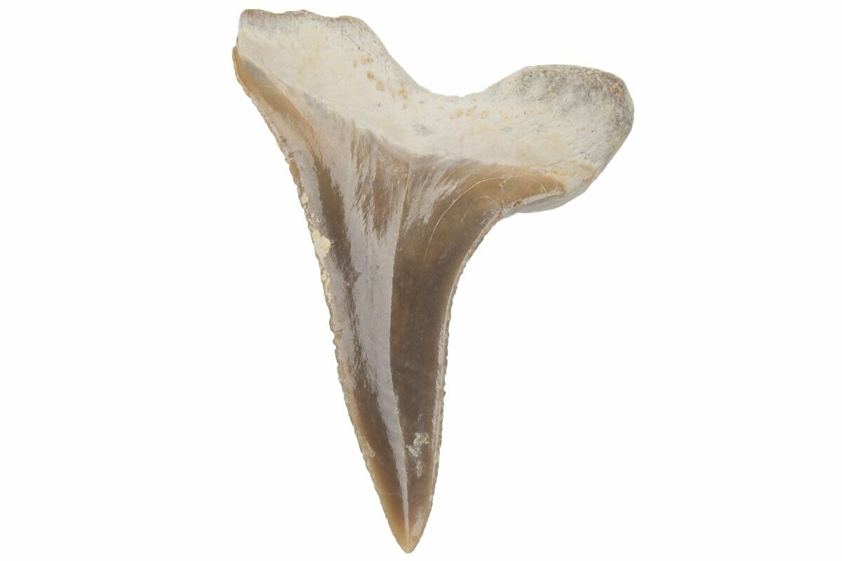 .8" Fossil Ginsu Shark (Cretoxyrhina) Tooth - Kansas (#219163) For Sale ...