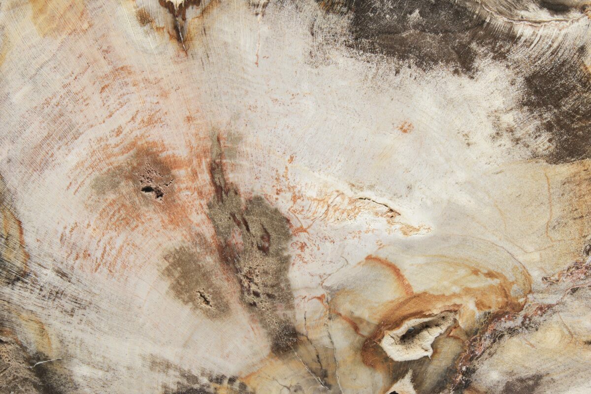 8.5" Petrified Wood (Beech) Slab - Deschutes River, Oregon (#219322 ...