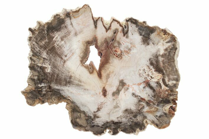 7.7" Petrified Wood (Beech) Slab - Deschutes River, Oregon (#219330 ...