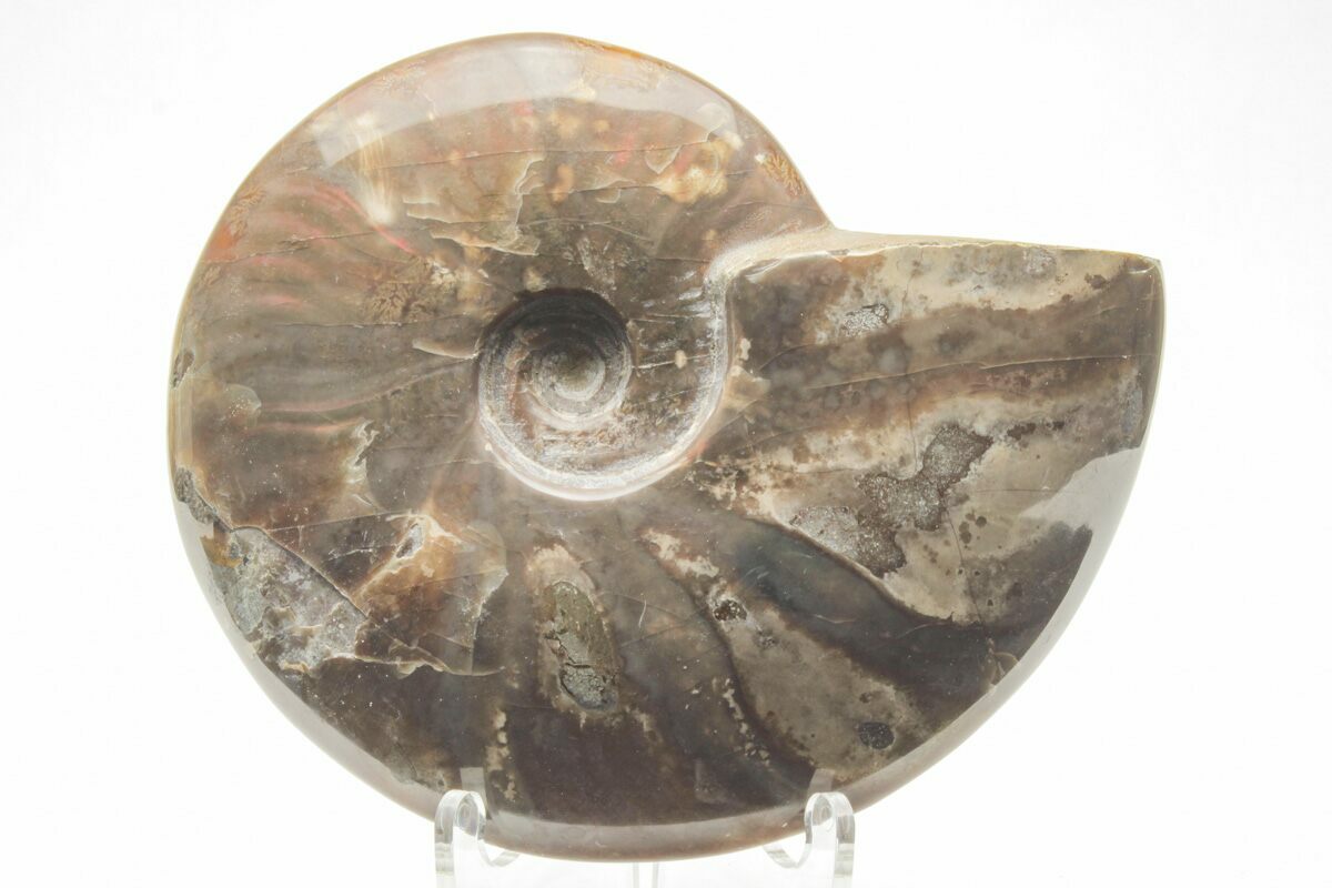 4.95" Polished Cretaceous Ammonite (Cleoniceras) Fossil - Madagascar ...
