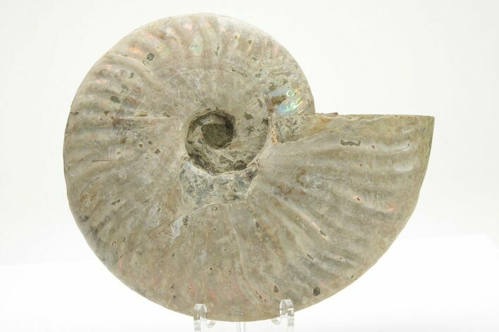 6" Silver Iridescent Ammonite (Cleoniceras) Fossil - Madagascar ...