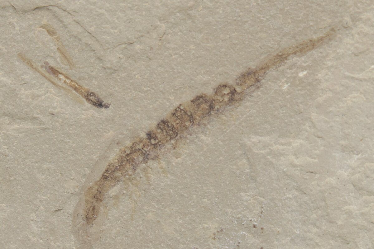 1.2" Detailed Fossil Larva - Green River Formation (#219800) For Sale ...