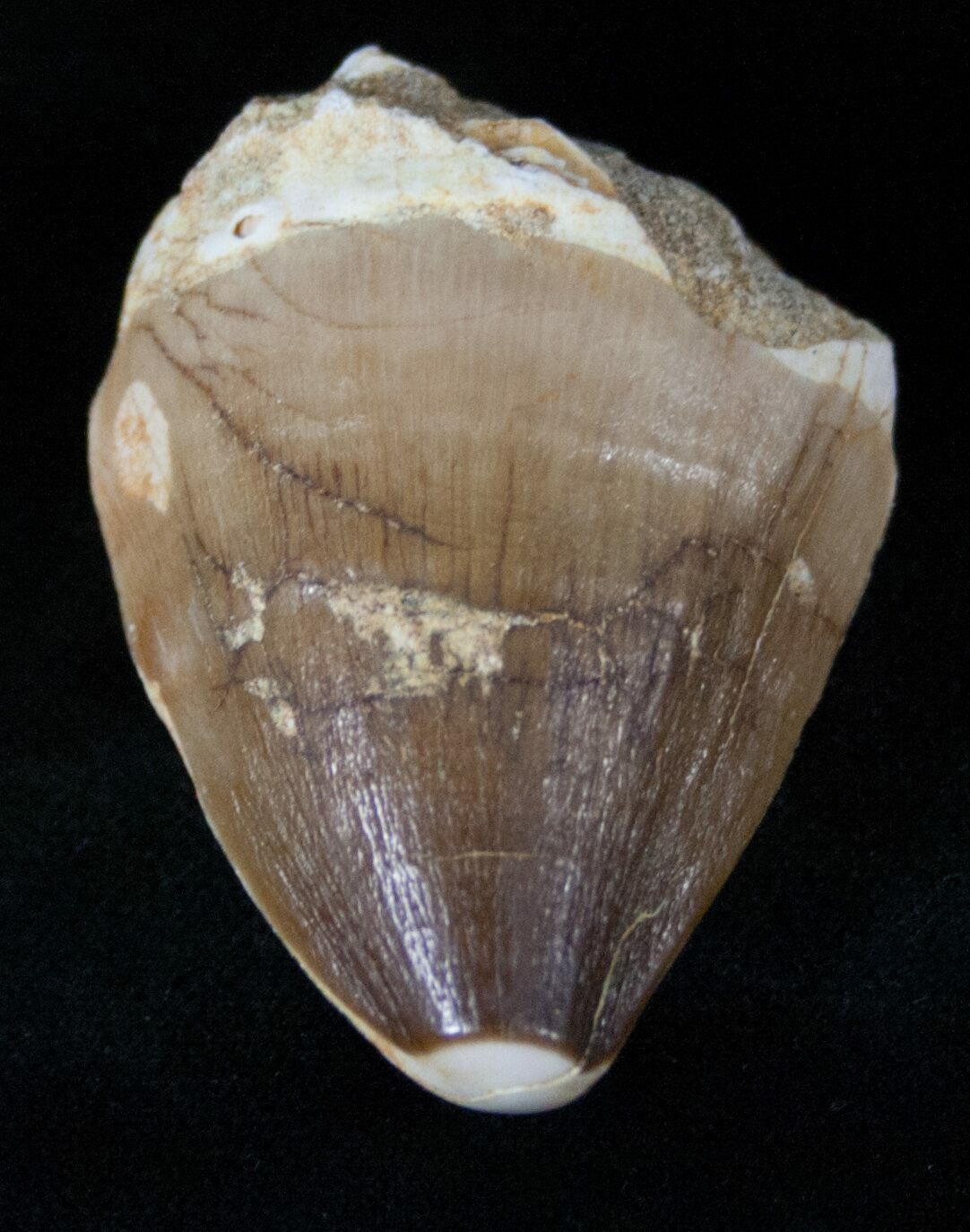 1.6" Mosasaur (Prognathodon) Tooth (#13442) For Sale - FossilEra.com