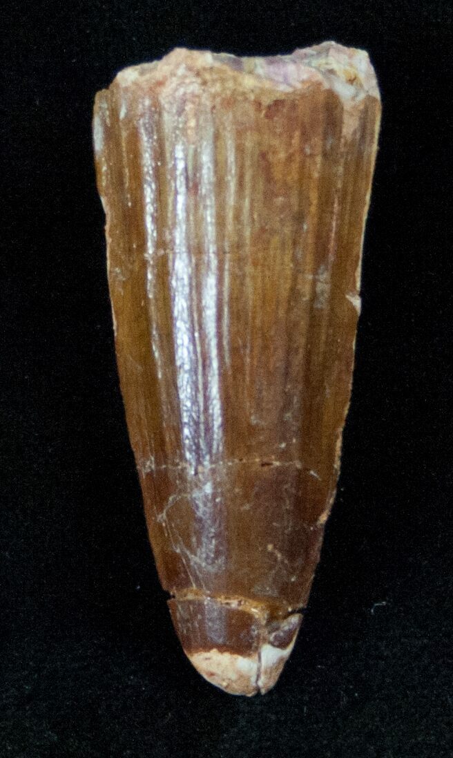 1.4" Spinosaurus Tooth - Aquatic Dinosaur (#13461) For Sale - FossilEra.com