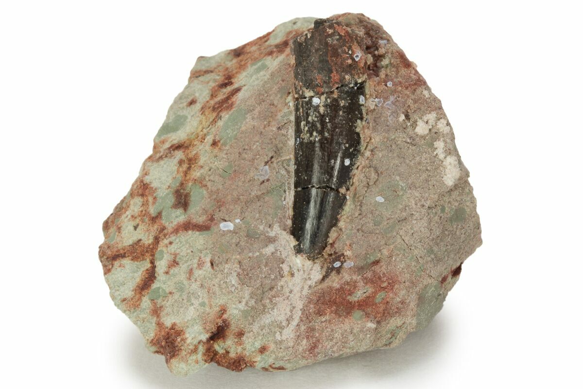 .65" Spinosaurus Tooth In Rock - Dekkar Formation, Morocco (#220729 ...