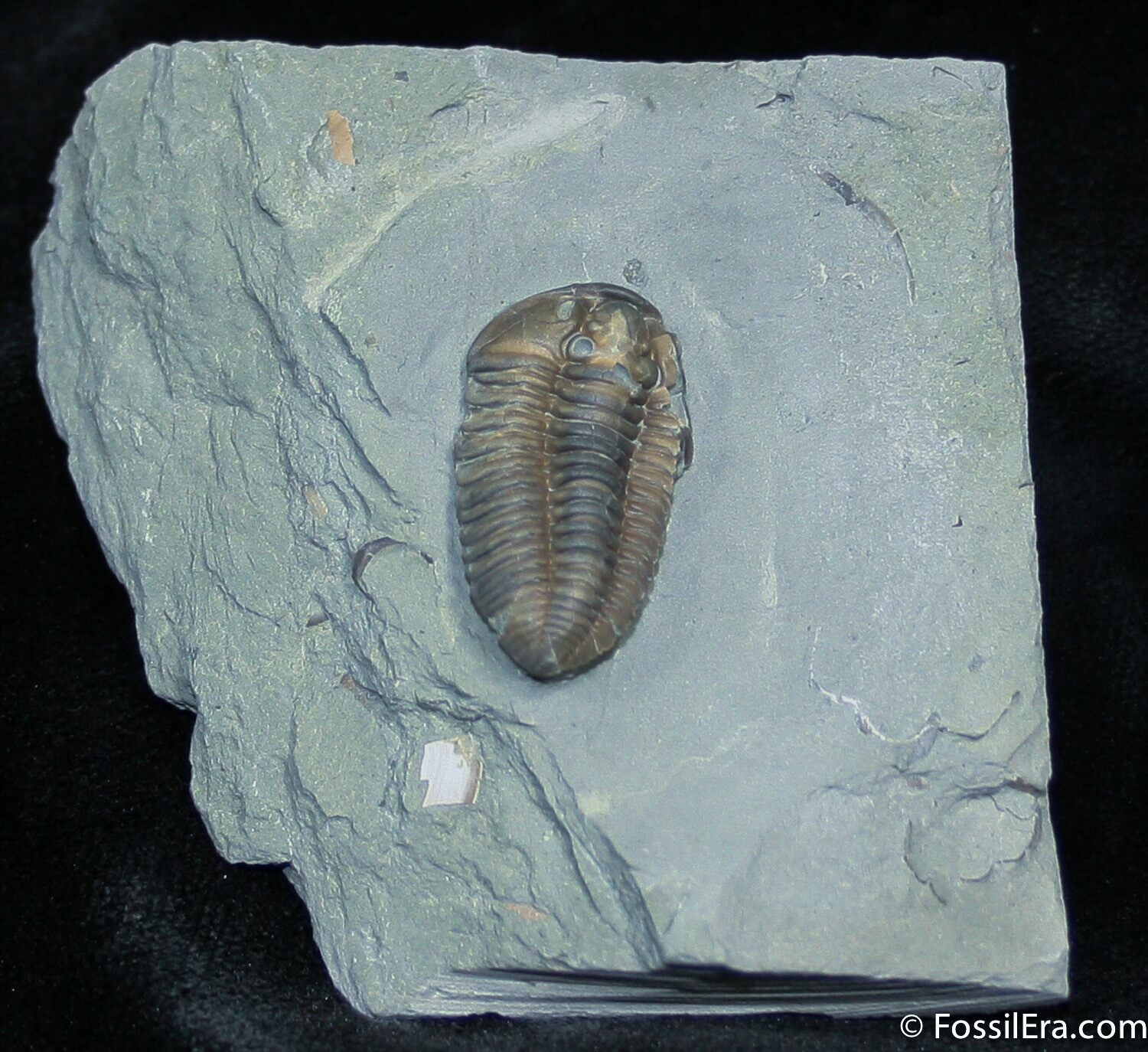 Flexicalymene retrorsa (#914) For Sale - FossilEra.com