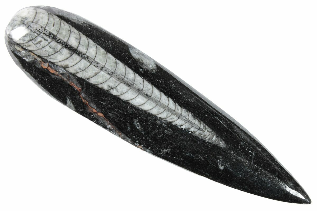 5.2" Polished Fossil Orthoceras (Cephalopod) - Morocco (#216183) For ...