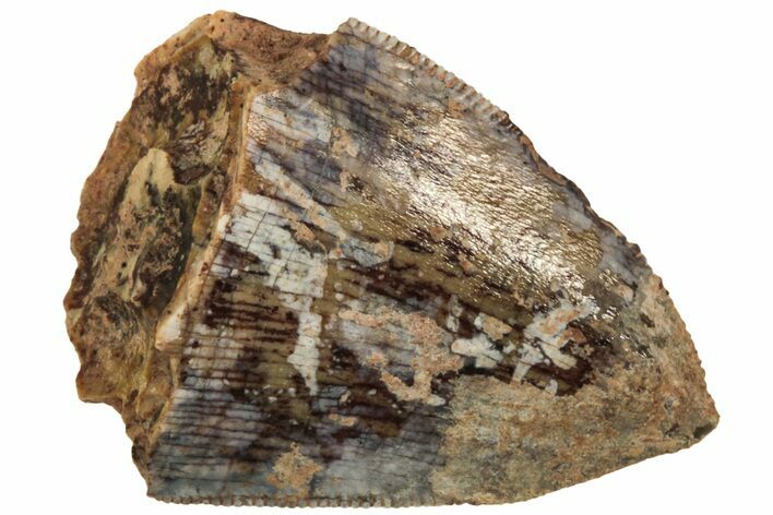 Serrated, .75" Fossil Phytosaur (Redondasaurus) Tooth - New Mexico ...