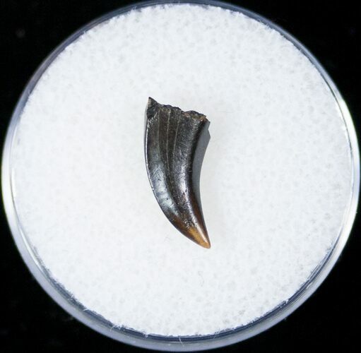 Sharp Raptor (Dromaeosaur) Tooth - Two Medicine Formation (#13568) For ...