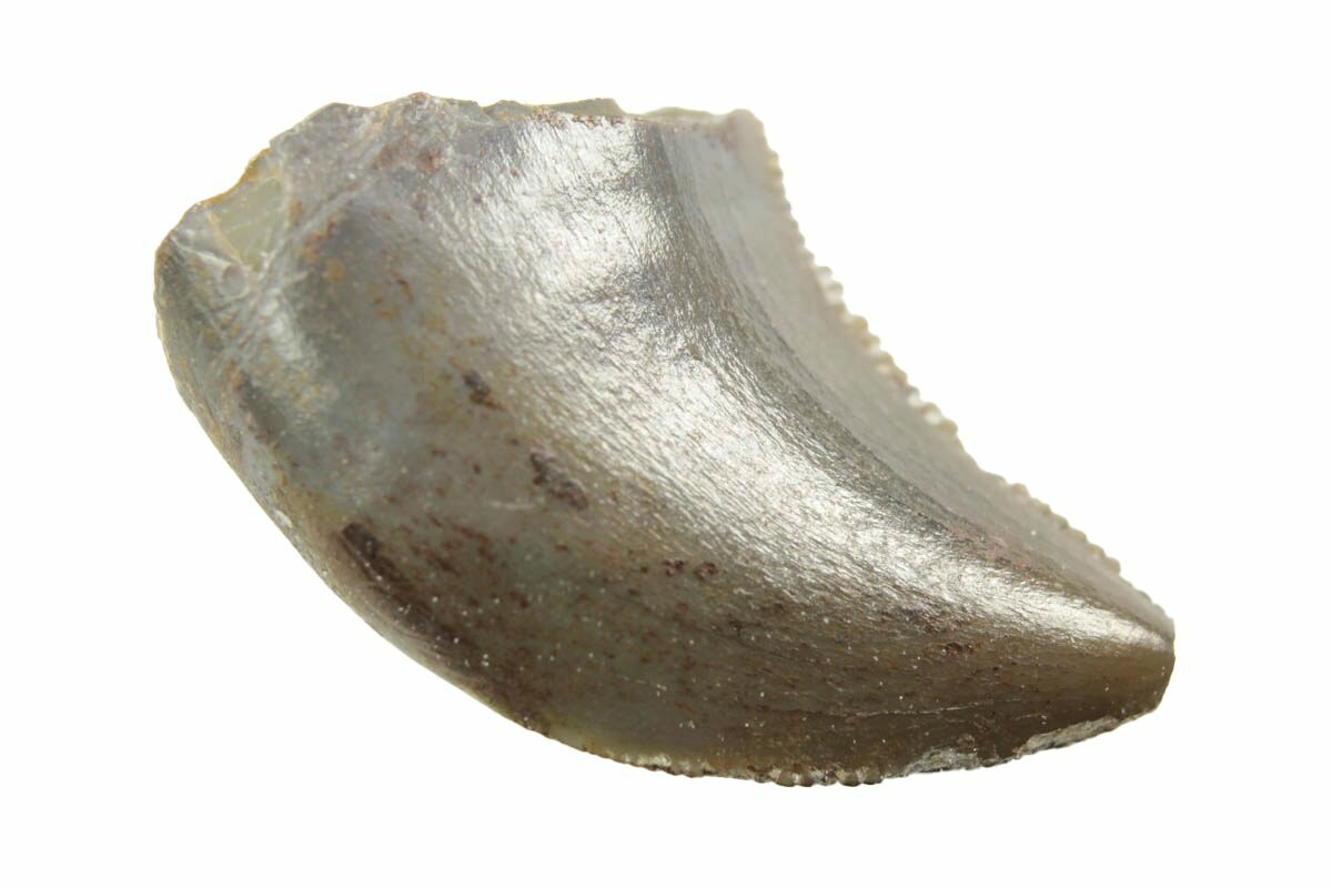 Rare, .4" Serrated, Megalosaurid (Marshosaurus) Tooth - Colorado ...