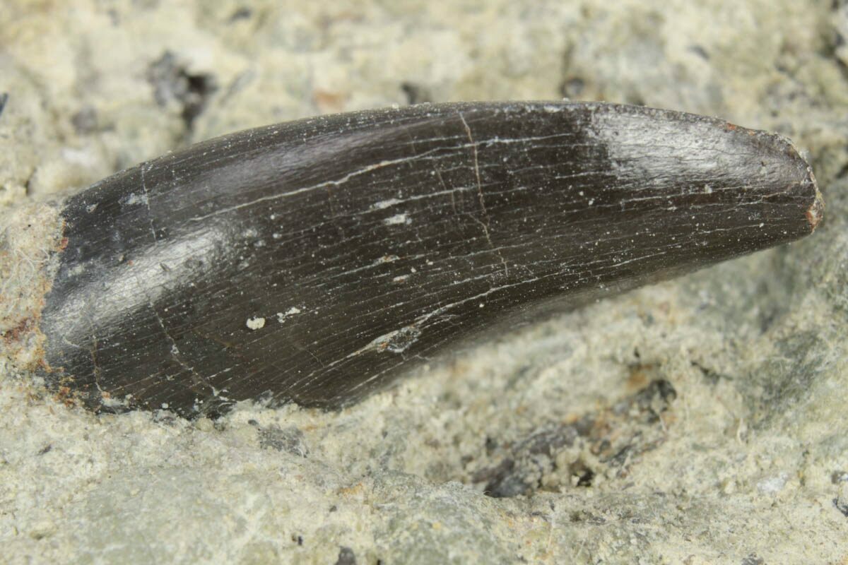 .67" Serrated, Megalosaurid (Marshosaurus) Tooth - Colorado (#222504 ...
