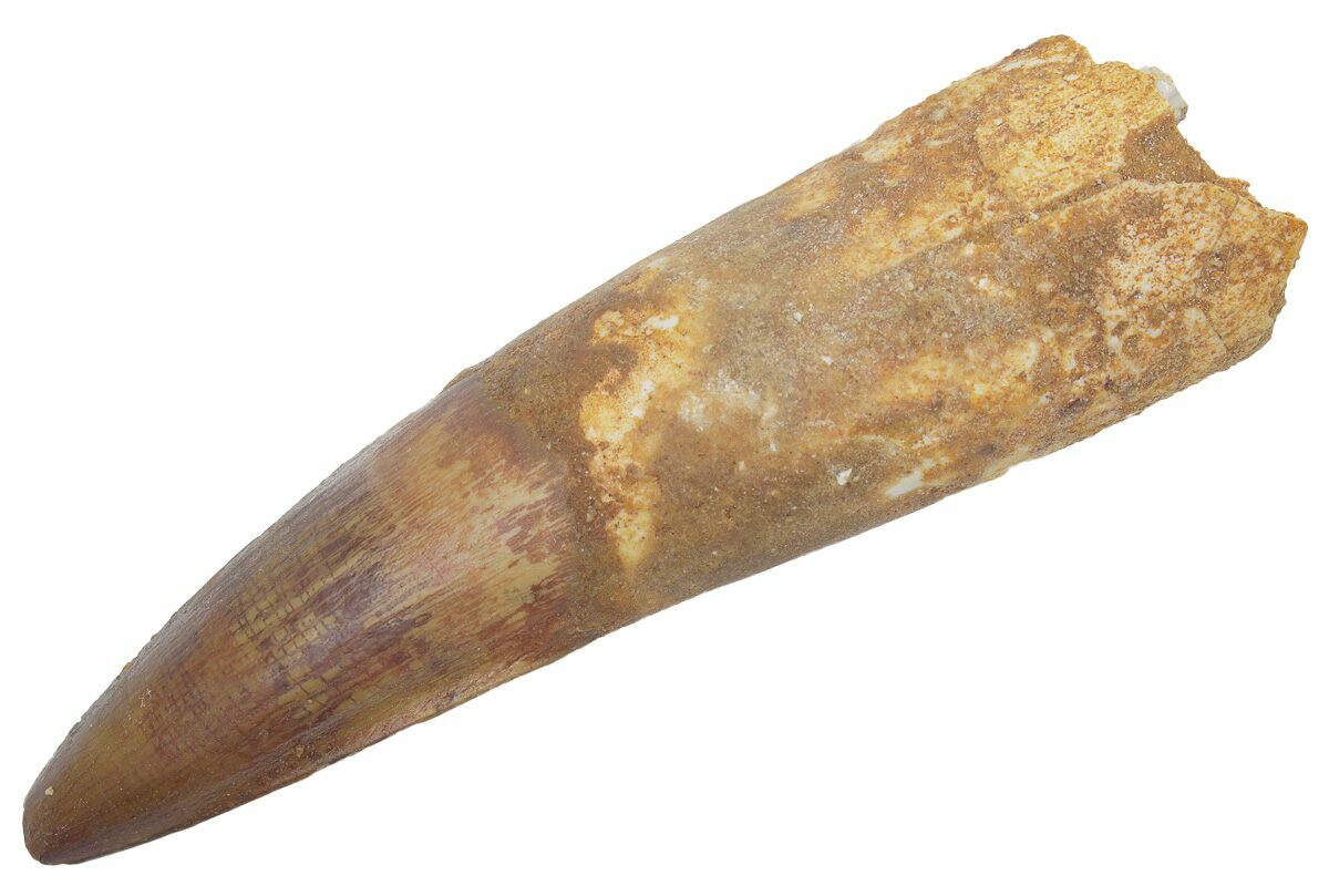 Bargain, 3.2" Fossil Spinosaurus Tooth - Composite Root (#222545) For ...