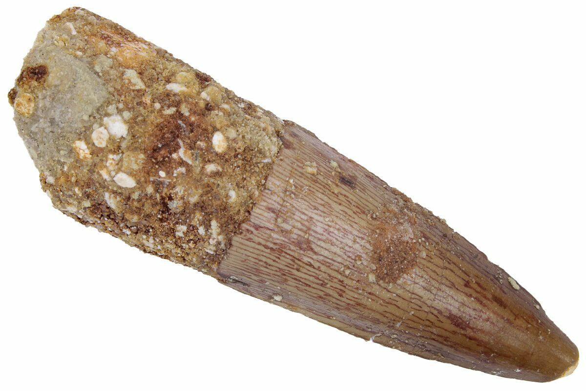 2.4" Fossil Spinosaurus Tooth - Real Dinosaur Tooth (#222628) For Sale ...