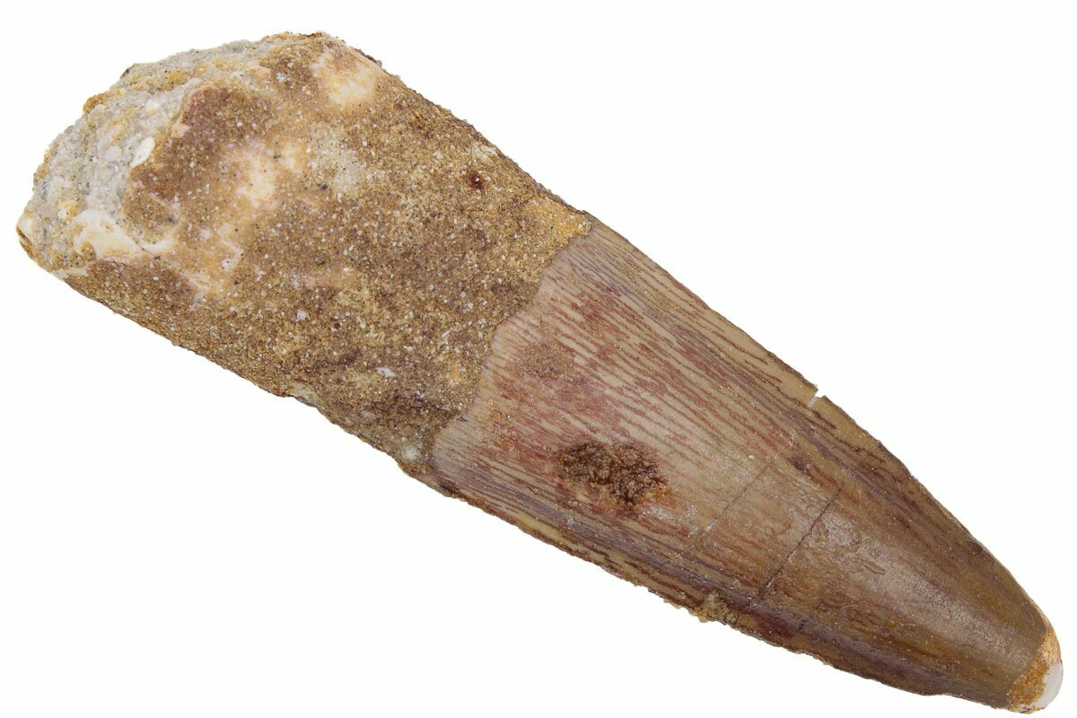 2.4" Fossil Spinosaurus Tooth - Real Dinosaur Tooth (#222628) For Sale ...